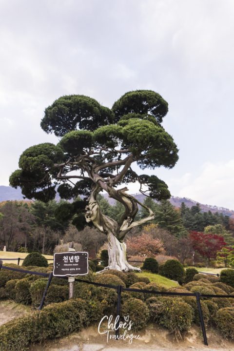 Autumn in Korea: What to Do in Nami Island and Garden of Morning Calm