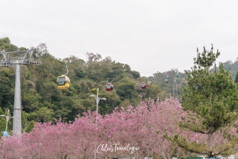 Tamsui Wuji Tianyuan Temple: Best Cherry Blossom in Taipei