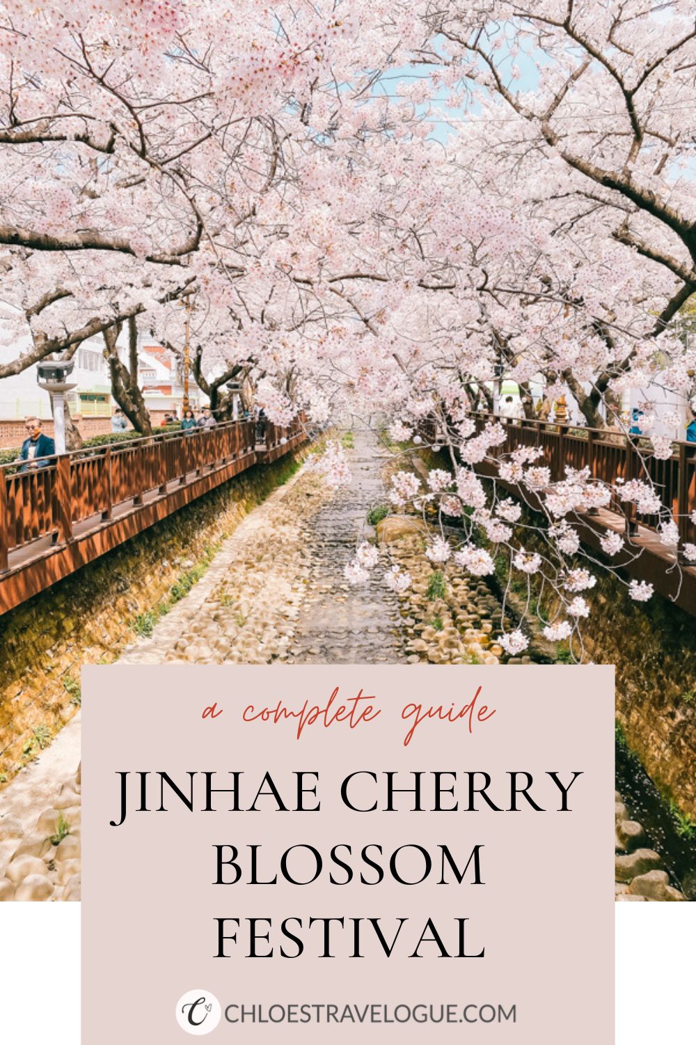 Jinhae Cherry Blossom Festival 2023 | South Korea