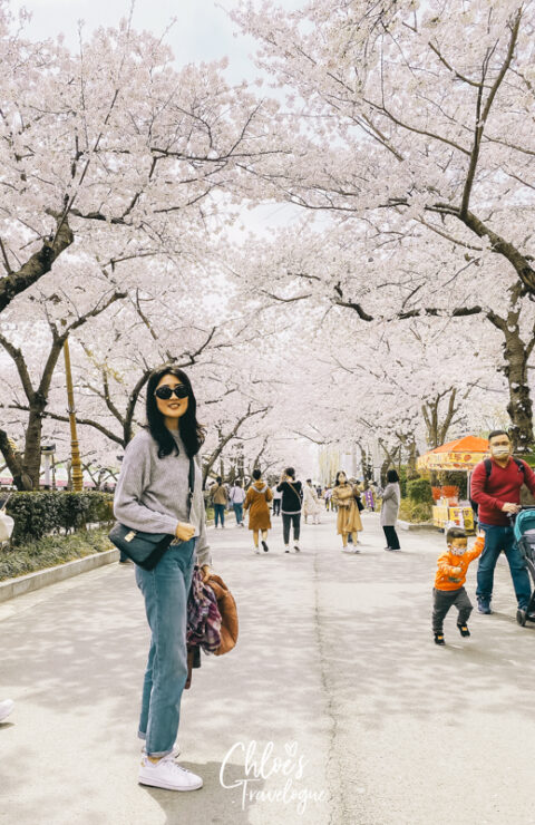 Jinhae Cherry Blossom Festival 2023 | South Korea